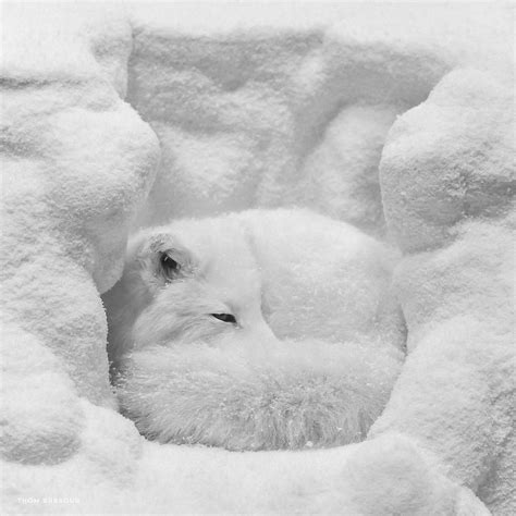 891 Best Arctic Fox Images On Pholder Nature Is Fucking Lit Aww And