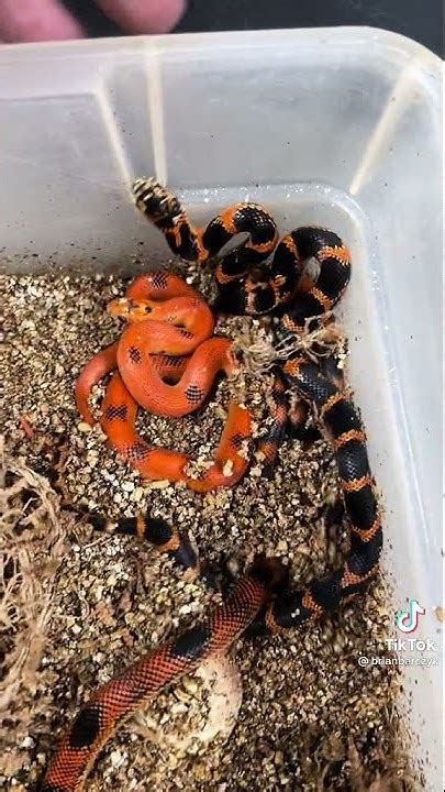 Snakes Shorts Reptiles Python Discovery3 Youtube