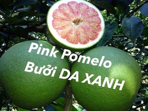 Pink Pomelo Pommelo Tree Bưởi Da Xanh Ruột Hồng Igreenthumb