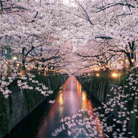Japan Cherry Blossom Trip 60 Photos