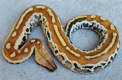 Matrix Blood Python By Tierra De Morelia Matrix Blood Python By Tierra De Morelia
