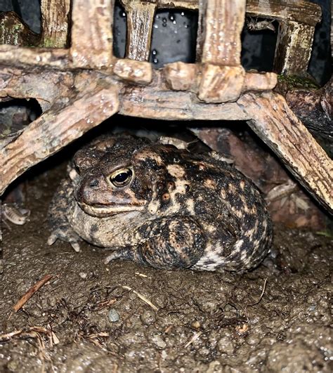 Princess Hiding Under The Bridge Rtoads