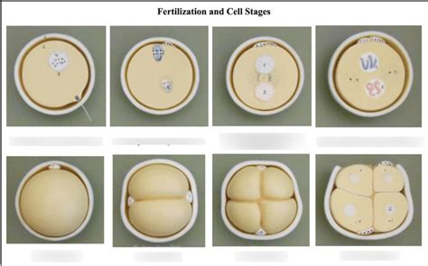 9 Fertilization And Cell Stages Diagram Quizlet