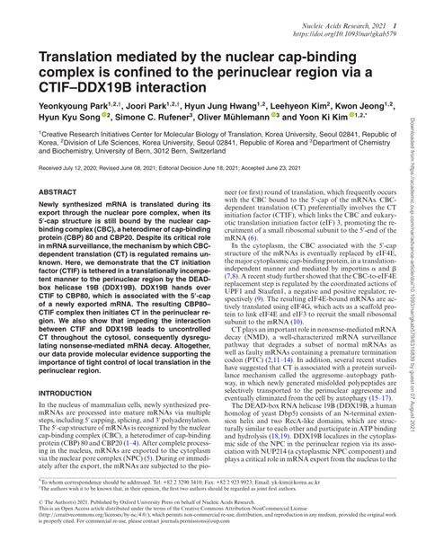 Pdf Translation Mediated By The Nuclear Cap Binding Complex Is
