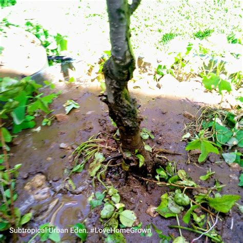 Care For Grafted Plants Rootstocks Suckers Subtropical Urban Eden Care For Grafted Plants Rootstocks Suckers Subtropical Urban Eden