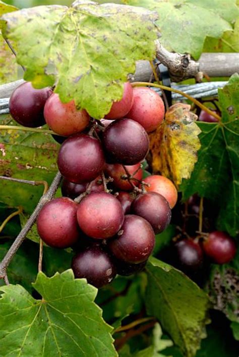 Self Fertile Ruby Crisp Muscadine Seeds 25 Seeds Dark Red Berries Mid Season Ripening High