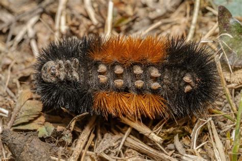 Woolly Bear Caterpillar Cocoon Time At Lupe Hyatt Blog