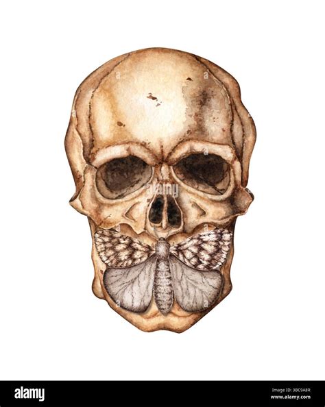 Human Skull Realistic Frontal And Moth Watercolor Illustration Bones