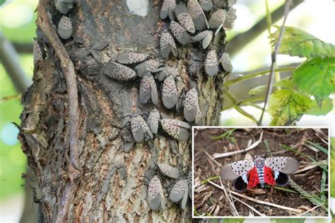 If You Want To Avoid Lanternflies This Summer Heres How You Need To Act Now Totalnews