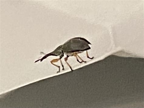 Tiny Time R Weeviltime