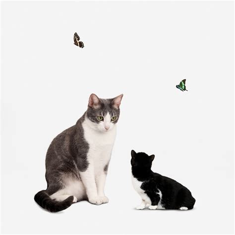 Free Photo Cute Group Of Animals