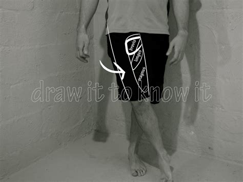 Gross Anatomy Glossary Adductor Brevis Ditki Medical And Biological