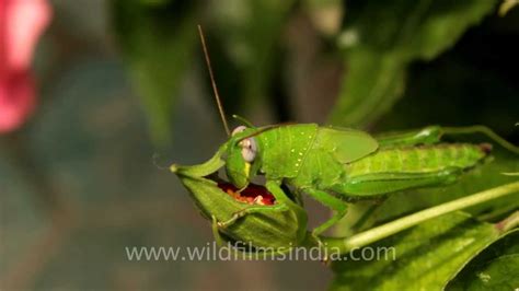 Grasshopper Lunching Youtube