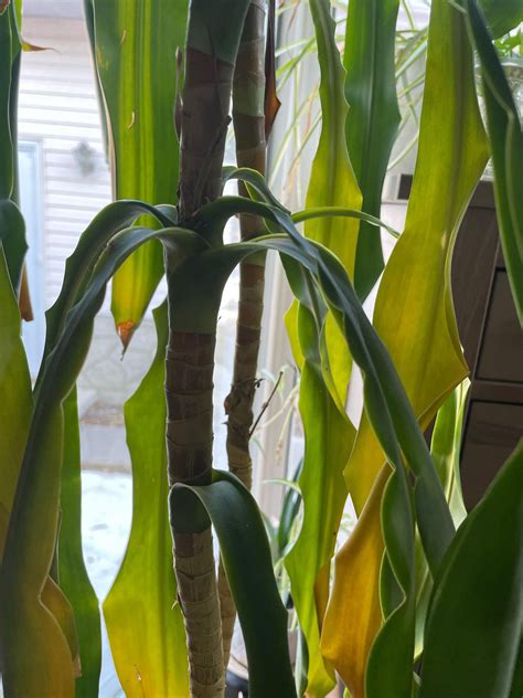 What Am I Doing Wrong Rindoorplants