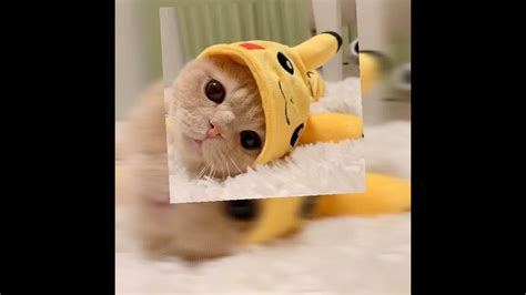 The Cute Cats Edit Youtube