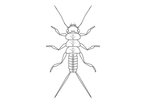 Zwart Wit Steenvlieg Nimf Insect Clipart Vector Kleurplaat Van Een Steenvlieg Nimf Insect