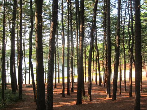 Myles Standish Campground In Myles Standish State Forest Massachusetts