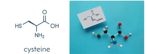 Exams And Me Applications Of Cysteine Breadshampoo