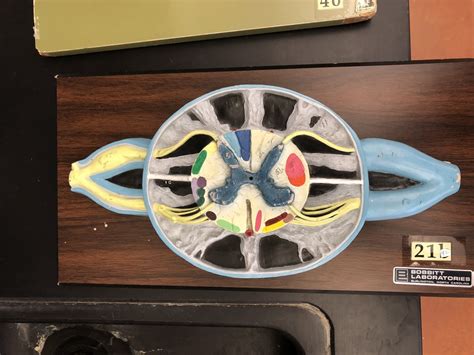Spinal Cord And Nerves Diagram Quizlet