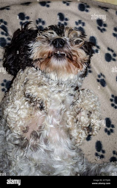 Little Black And White Cockapoo Lying On Her Back On Her Cushion Stock