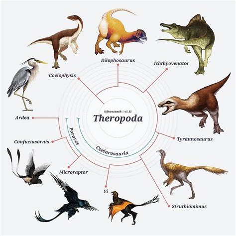 Theropoda The Cladogram Posters By Franz Anthony Redbubble Prehistoric Animals