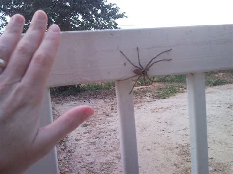 Attercop Lazy Lob Crazy Cob And Old Tomnoddy No Shelob