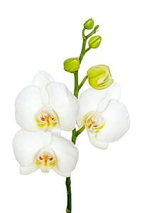 Royalty Free Photo White And Purple Artificial Flowers Pickpik