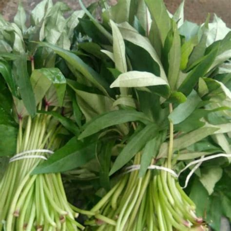 Cassava Leaf Debjos Import Ltd