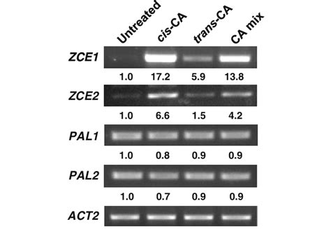 Semi Quantitative Rtpcr Analysis Of Two Ca Mix Enhanced Genes