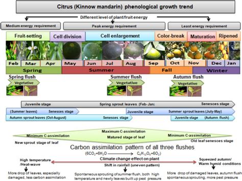 Environmental Variables Influence The Developmental Stages Of The
