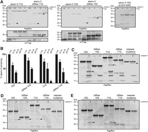 Modified Ataxin 3 Is Cleaved Less Efficient By Several Caspases A Download Scientific