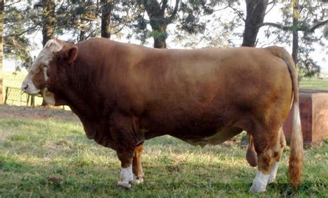 Pensamientoospinaardila Simmental