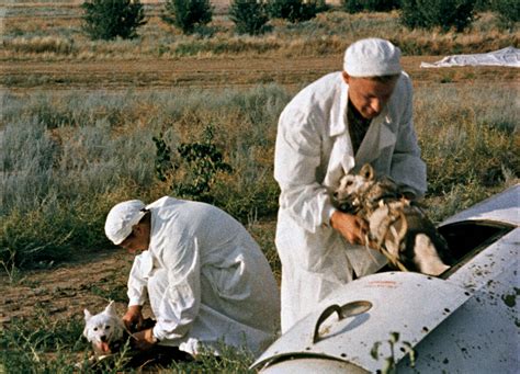 Belka Und Strelka Die Unglaubliche Geschichte Von Den Ersten Hunden