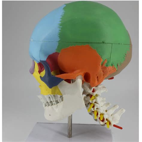 Colored Function Skull Cervical Vertebrae With Nerves Anatomical