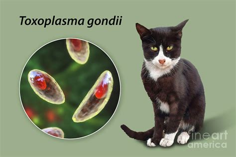 Toxoplasma Gondii Parasites And Cat 9 By Kateryna Kon Science Photo