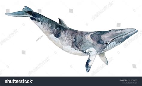 Minke Whale Drawing