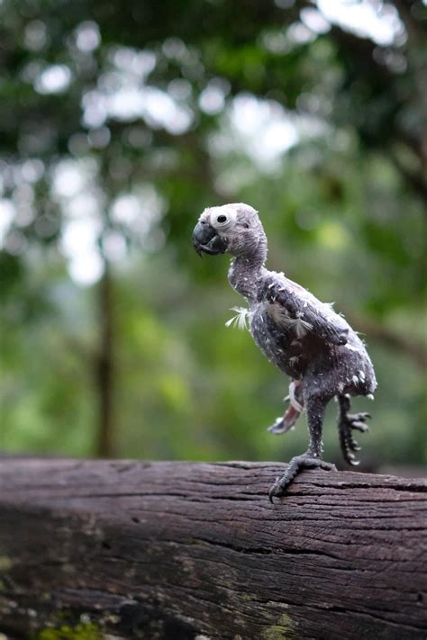 Featherless Bird R Mobilewallpaper