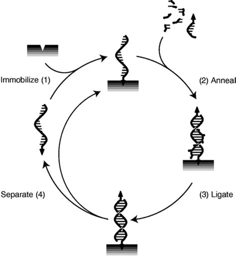 bjoc towards open ended evolution in self replicating molecular systems