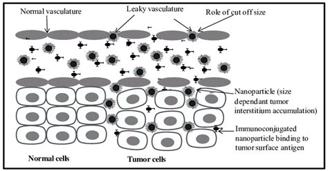 1 The Schematic Representation Of The Passive And Active Targeting Of Download Scientific