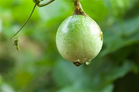 Premium Photo Fashion Fruit