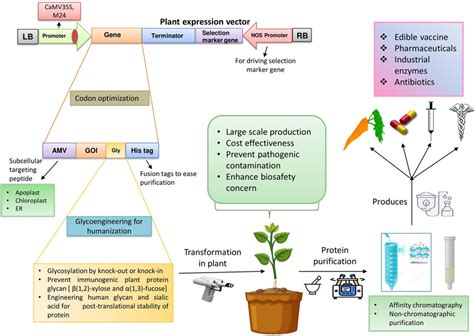 Diagram Of Plant Expression System And Transformation Approaches For