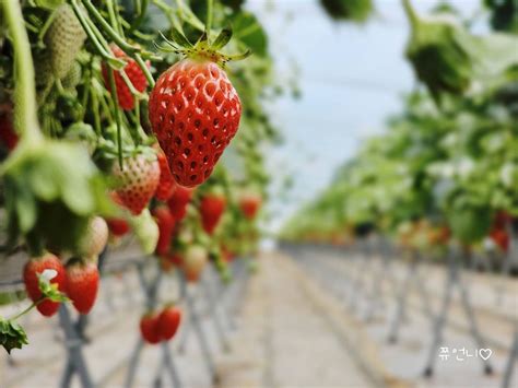 딸기밭 체험♡ Samsung Members