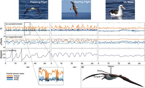 Sensor Data Representing Flapping Flight Soaring Flight And Download Scientific Diagram