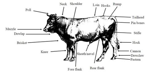 Apsc Lecture Flashcards Quizlet
