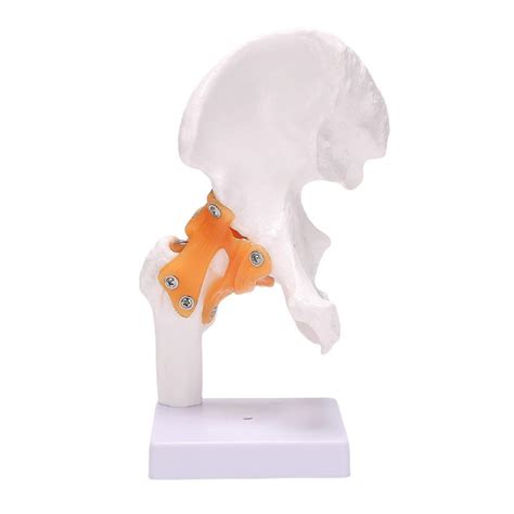 Life Size Hip Bone Model Hip Joint Model With Flexible Ligaments And
