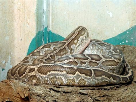 The Indian Python Python Molurus Native To Tropical And Subtropical Regions Of The Indian