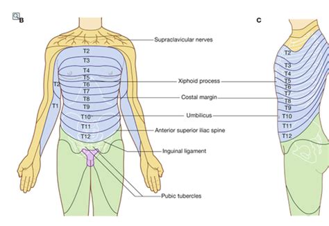 Ab Pelvis Instant Anatomy Review Flashcards Quizlet