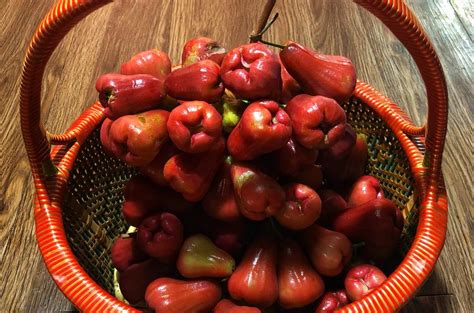Thai Rose Apple Chomphu Taste Uses And Benefits