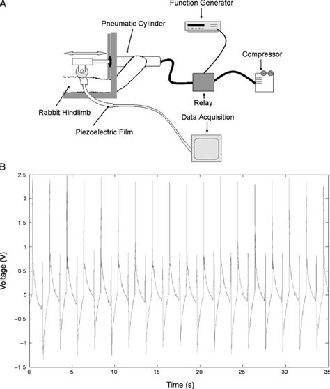 Cyclic Compressive Loading Facilitates Recovery After Eccentric