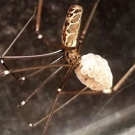 In Praise Of Daddy Long Legs